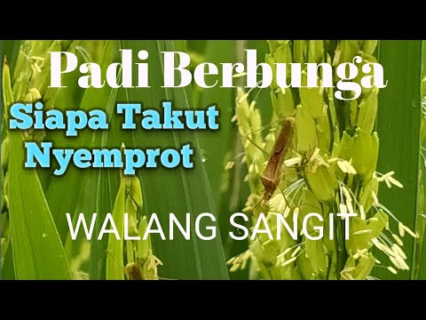 Jangan Takut Mengendalikan Walang Sangit Saat Padi Berbunga - YouTube