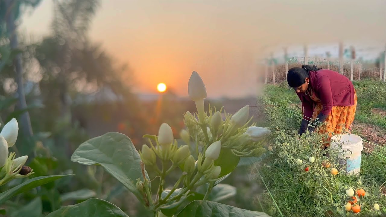 A Day at Farm||B like Bindu - YouTube