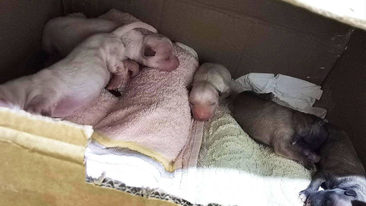 Woman Rescues Six Premature Puppies from a Stray Dog Killed in Traffic ...