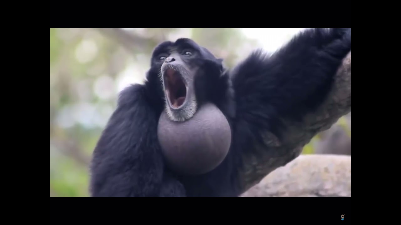 Yelling monkey - YouTube