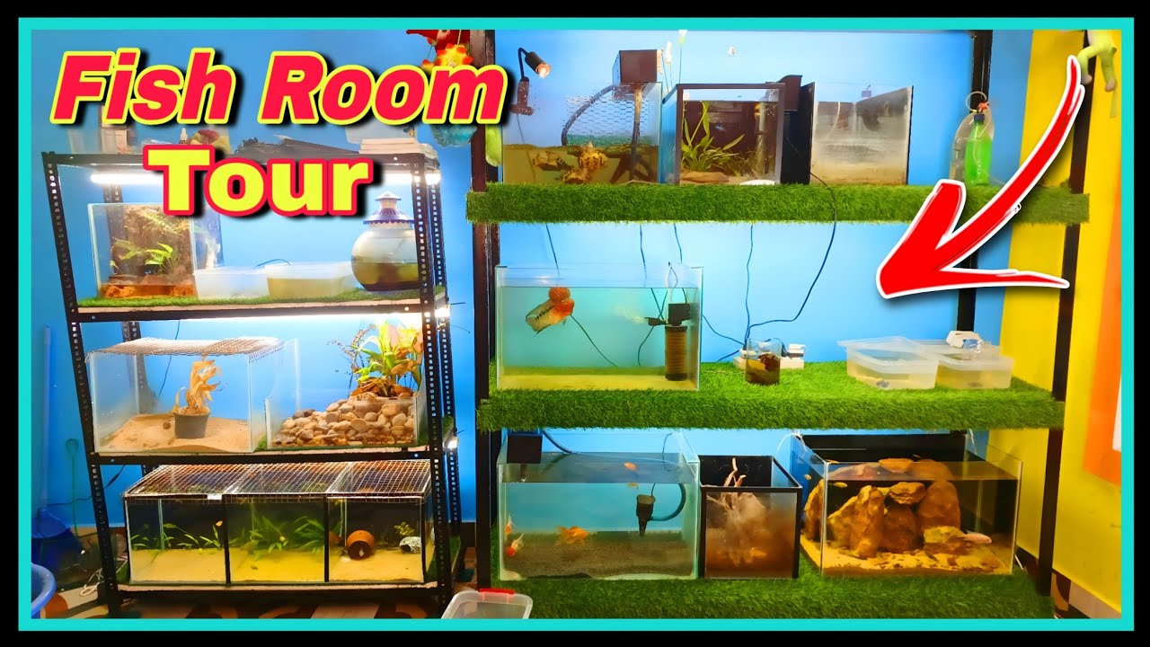😍 Fish Room Complete Tour and Update of All Pets and Fishes 😍 - YouTube