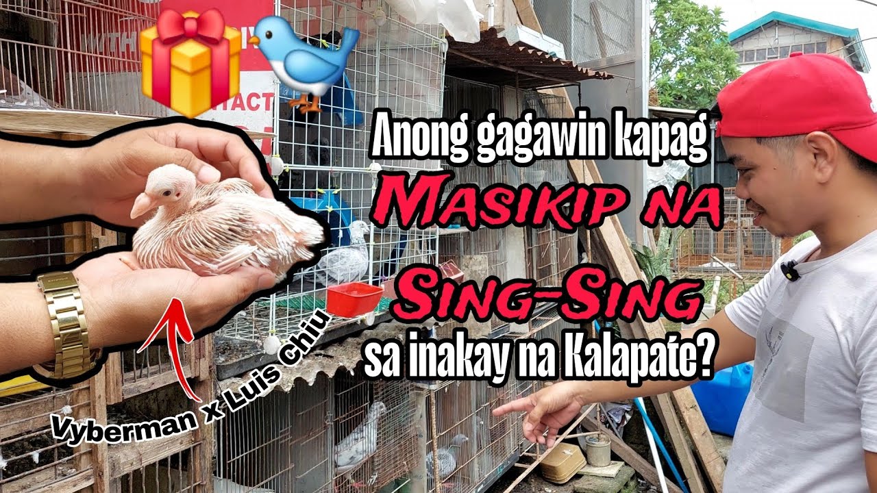Masikip na sing sing ng kalapate, ipasok ng swabe? Gift bird na ...