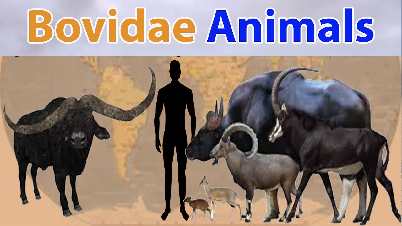 Bovidae Size Comparison Extant vs Extinct in 2022 | prehistoric vs ...