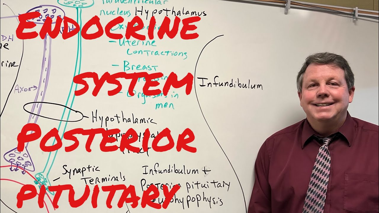 Posterior Pituitary Gland Anatomy - YouTube