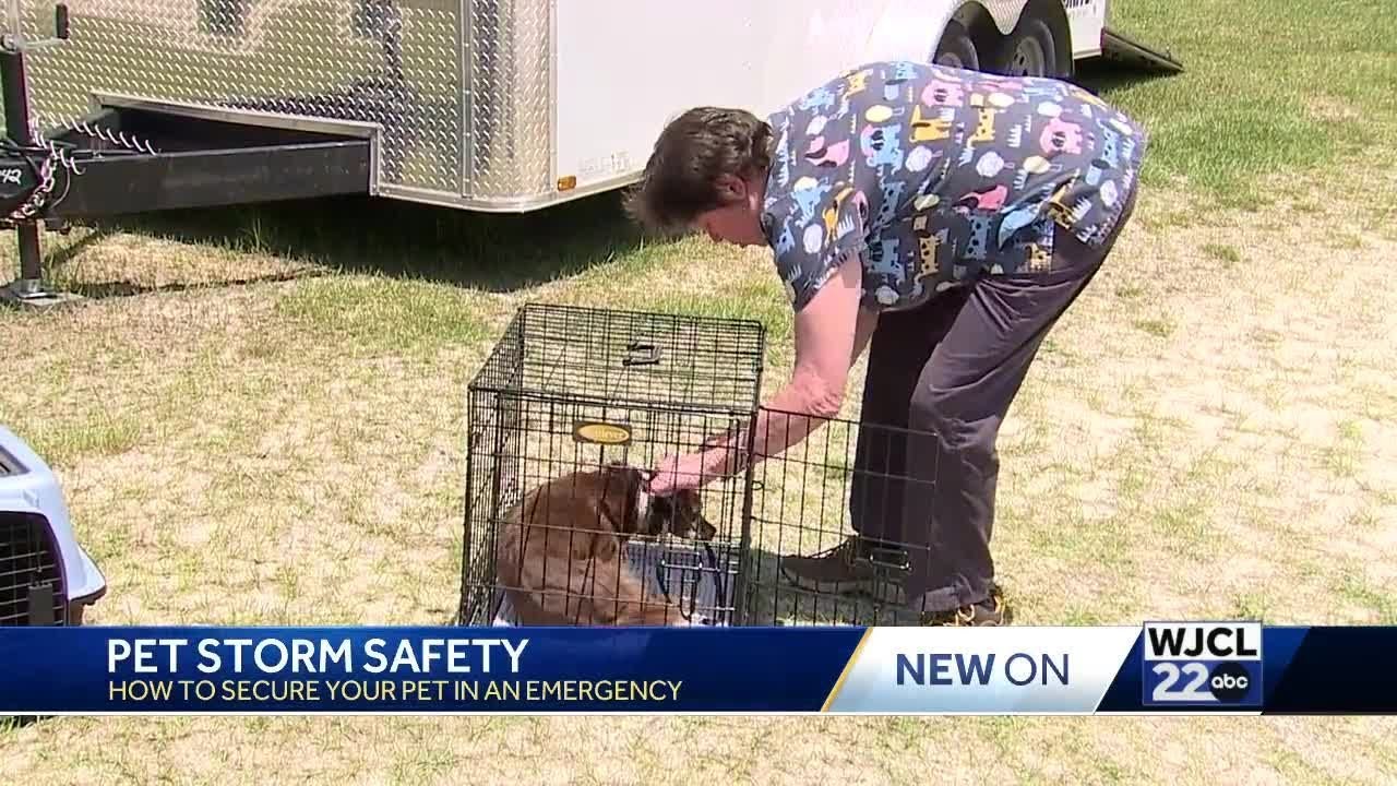 National Animal Disaster Preparedness Day; How to keep your pet safe ...