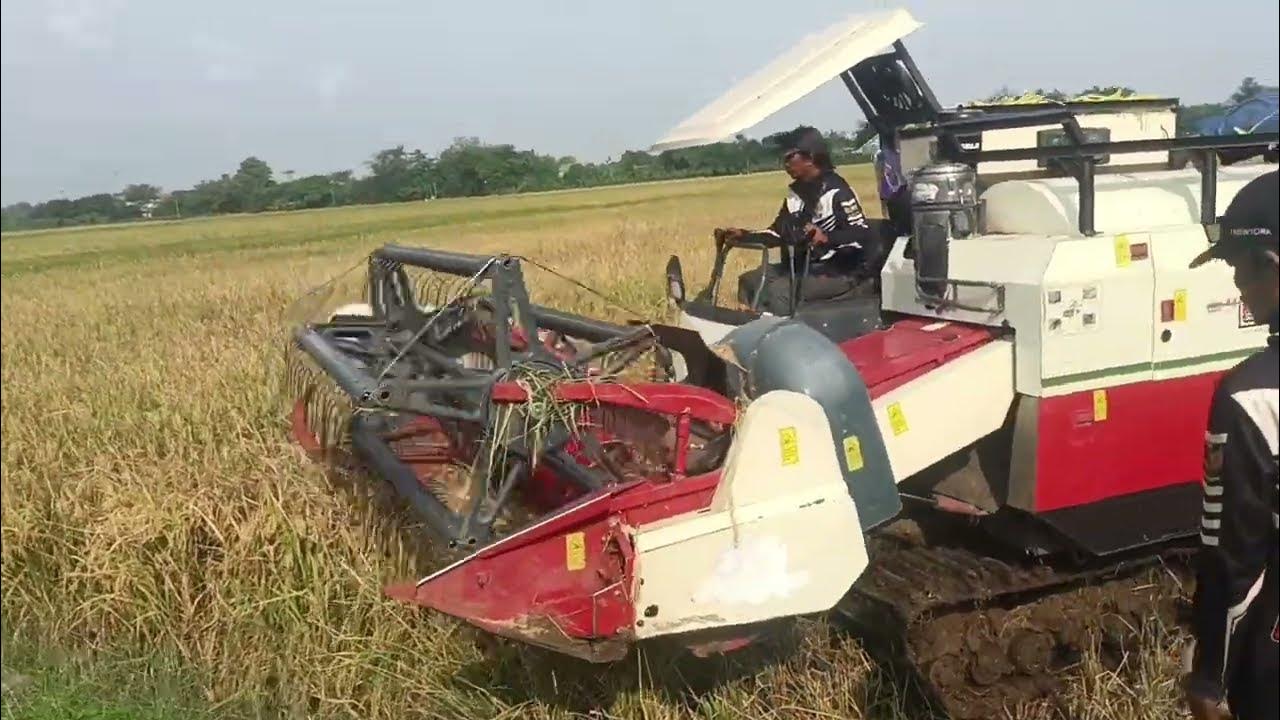 Kombi sawah maxxi Bimo memanen padi di sawah pinggir jalan - YouTube