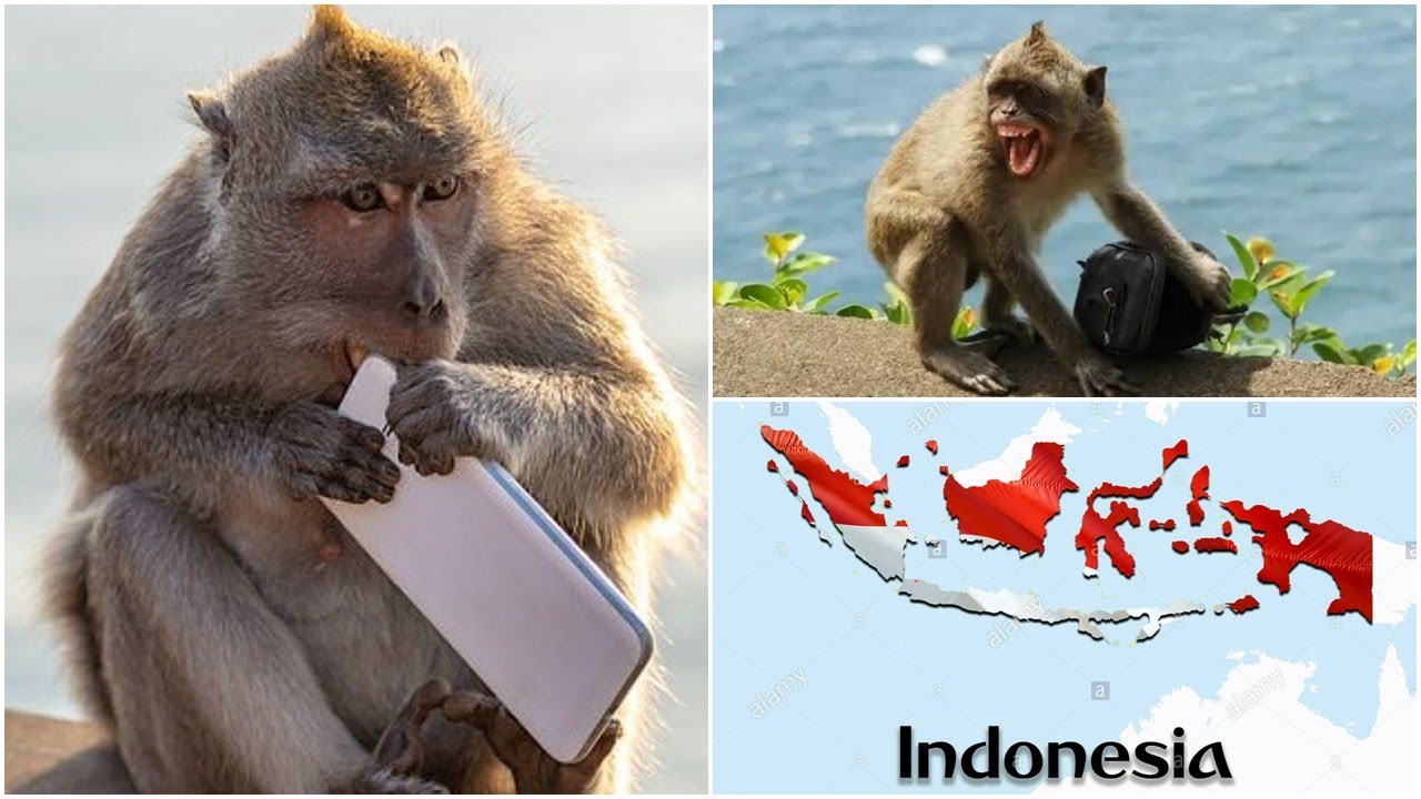 Monkeys Steal High Value Items - YouTube