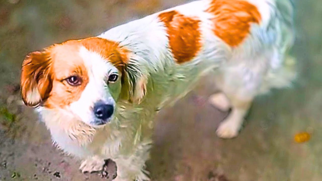 A beautiful stray dog is having breakfast!!! 😍 - YouTube