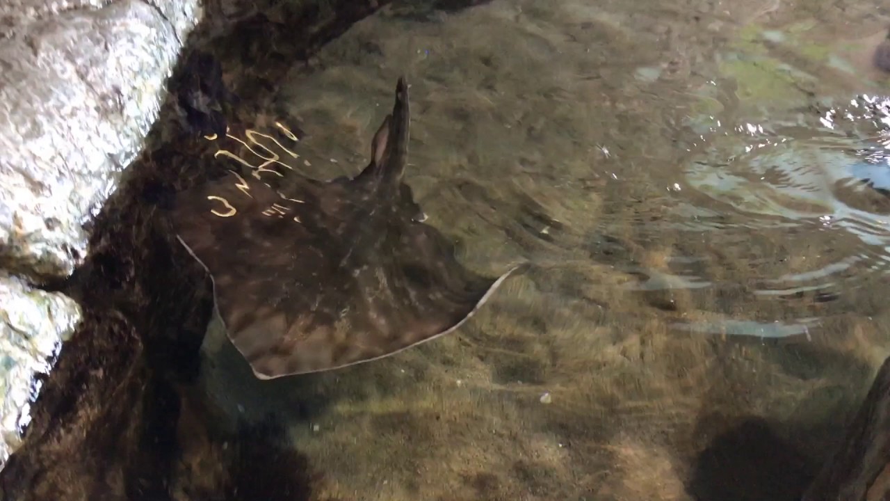 Bat Rays Swimming in San Francisco Aquarium of the Bay - YouTube