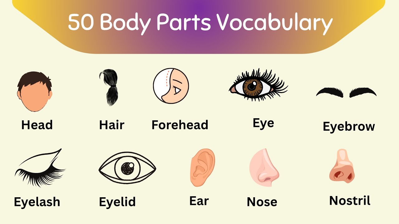 Body Parts Vocabulary | 50 Parts of Body - YouTube