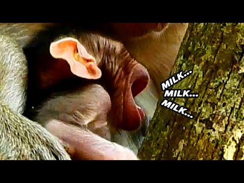 MILK .. MILK ..!! LOVELY NEWBORN PRINCESCO CRY LOUDLY FOR MILK .