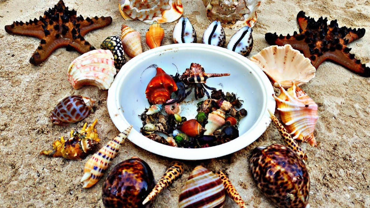 Seru Mencari kelomang super raksasa,ikan hias laut,Bintang laut Besar ...
