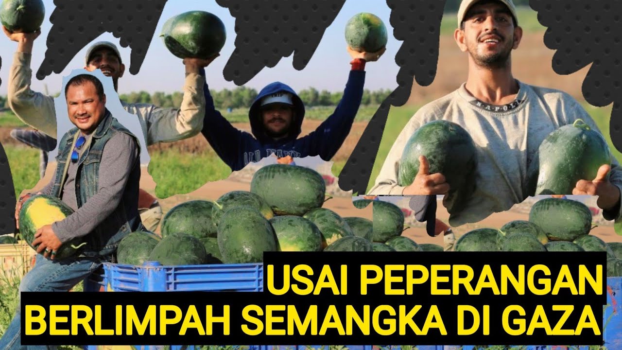 MASIH SEMPAT PANEN SEMANGKAH KAH SAAT GAZA DISERANG PENJAJAH?? - YouTube