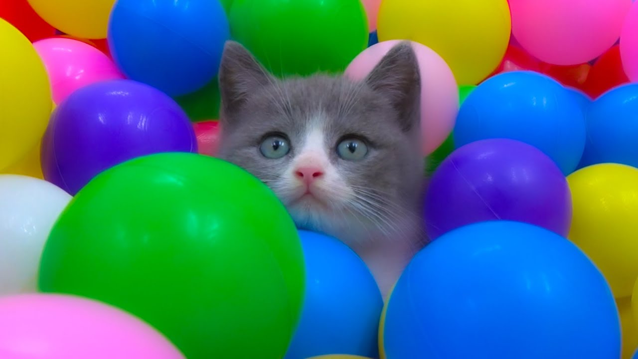 Meow, Cute Kitten - YouTube