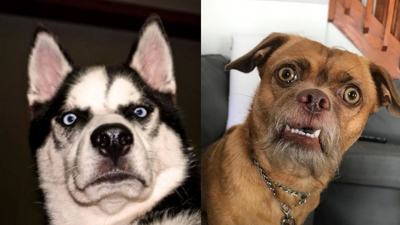 Best of Best 🐶 Dog SOO Cute! 🐶 Dogs - Awesome Funny dog Life Video 😇 ...