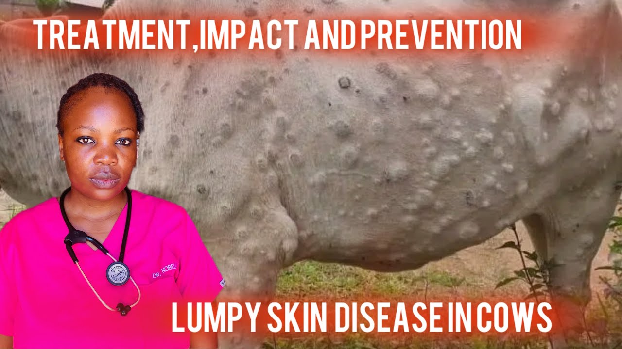Vet explains //Lumpy skin disease in cows//Signs,Treatment and ...