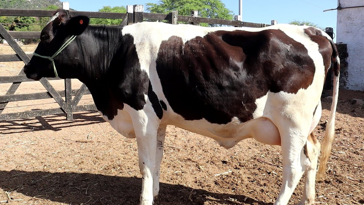 NOVILHAS APARTIR DE 5500 REAIS EM AGUAS BELAS PE FEIRA NA FAZENDA novilhas-apartir-de-5500-reais-em-aguas-belas-pe-feira-na-fazenda
