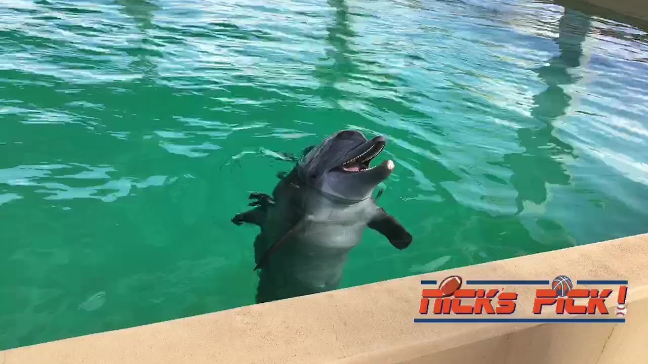 Nicholas the Dolphin Picks Stanley Cup Winner - YouTube