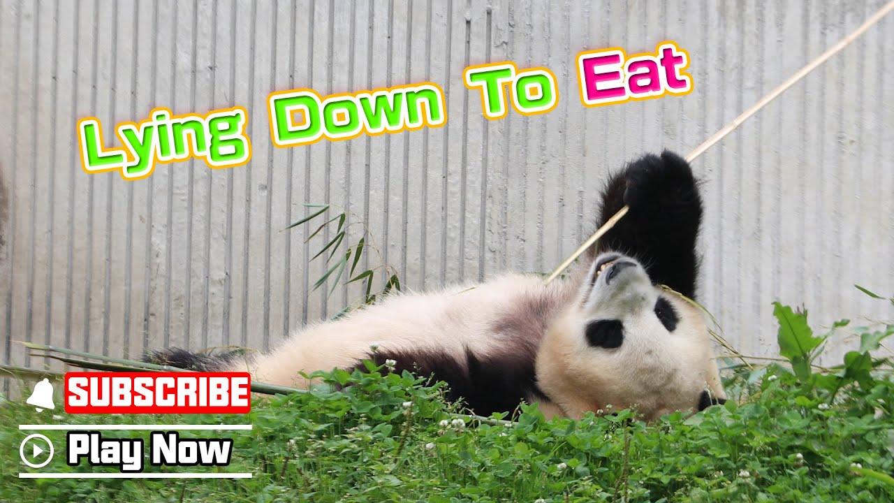 Fu Bao Unlocks A New Eating Posture | iPanda - YouTube