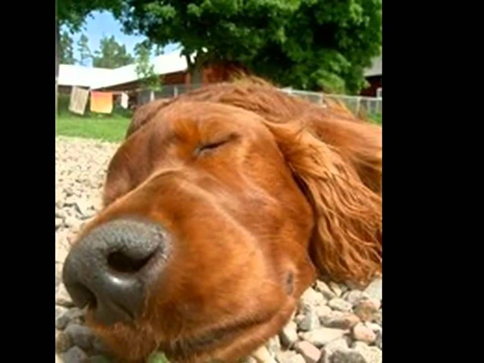 Obrazky psu - YouTube