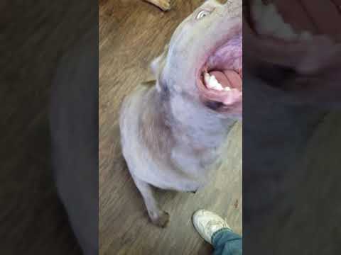 Silver lab with alopecia - YouTube
