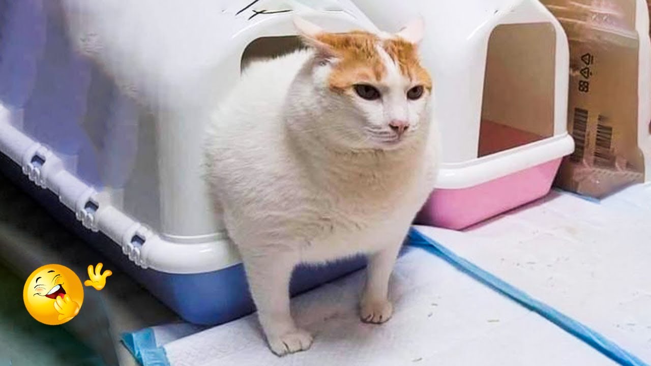 π Laugh Non Stop With These Funny Cats πΉ Funniest Cats Expression