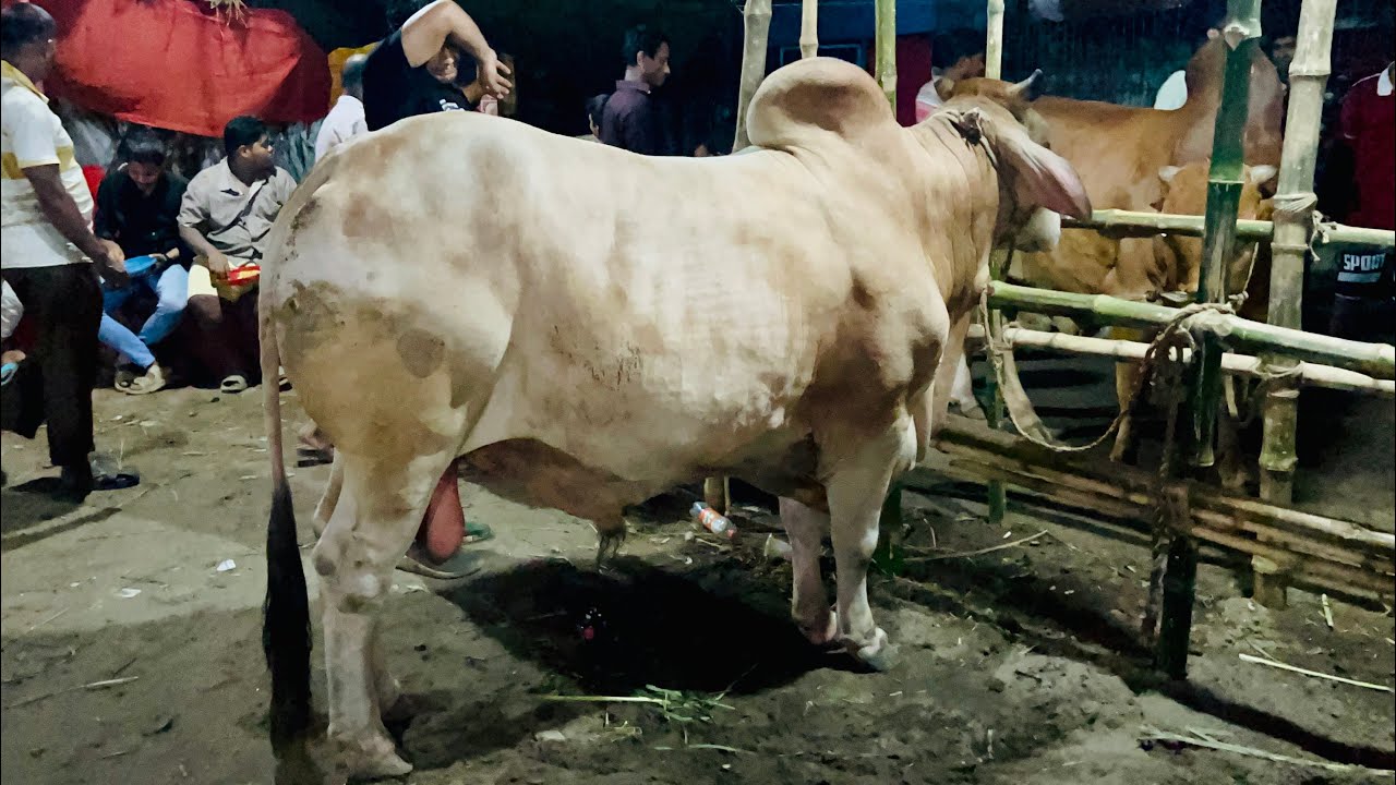 Postogola Shahanghat Gorur Haat 2024 || 1st Lot Cow || Bangladeshi ...