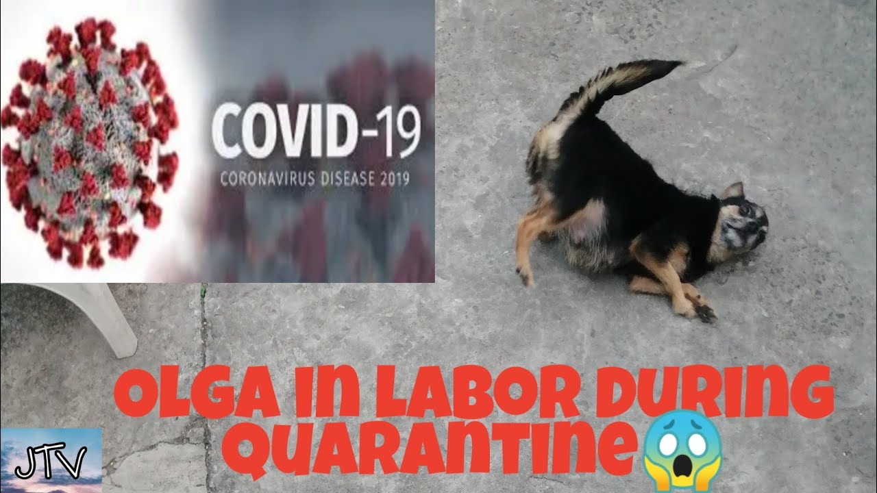 CoVid Puppies During Quarantine - Amazing Dogs 🐕 - YouTube