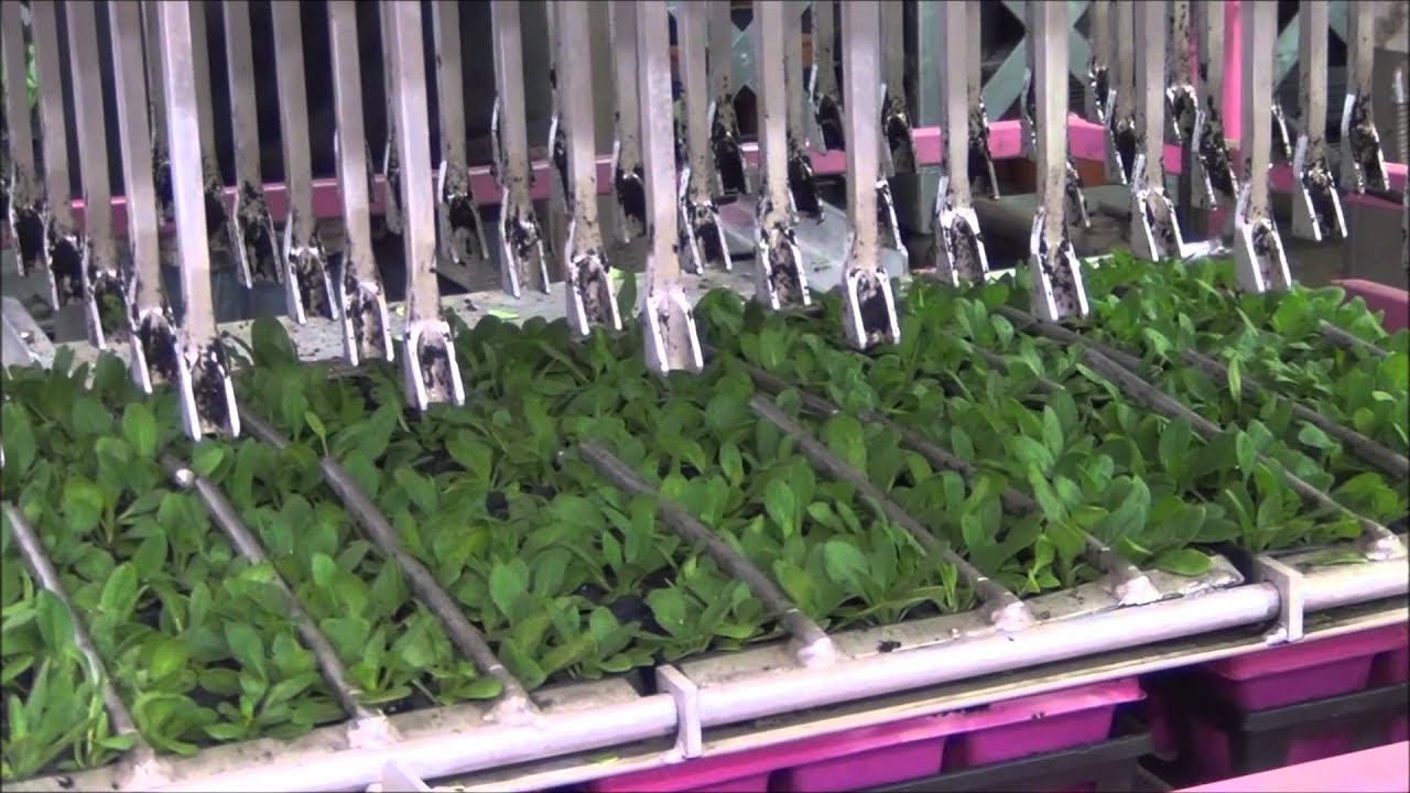 Creach Greenhouse 306 Wave Planter -The Plant Farm® - YouTube