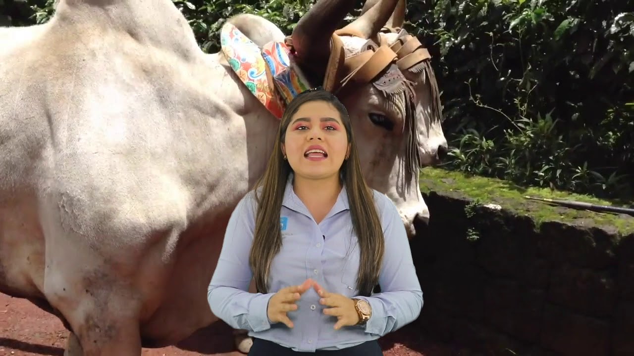 Carreta tipica de Costa Rica 🇨🇷 - YouTube