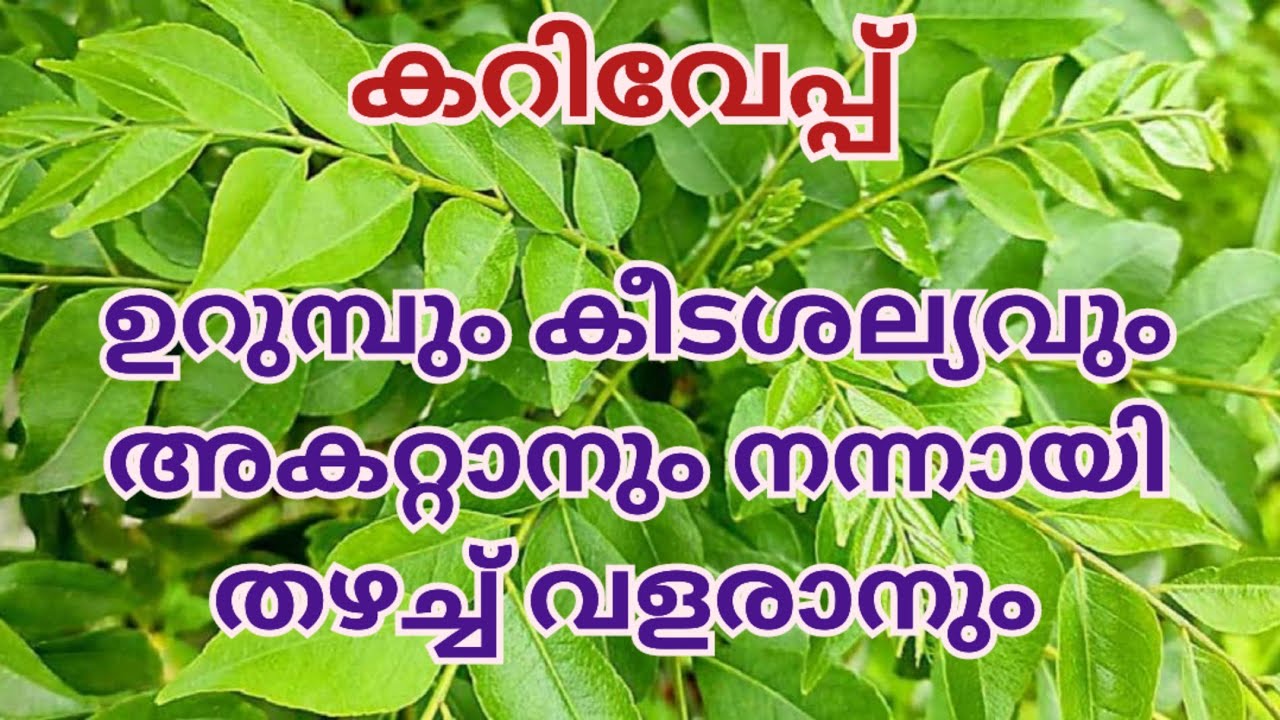കറിവേപ്പ് ഉറുമ്പും കീടശല്യവും അകറ്റാനും നന്നായി തഴച്ച് വളരാനും ...
