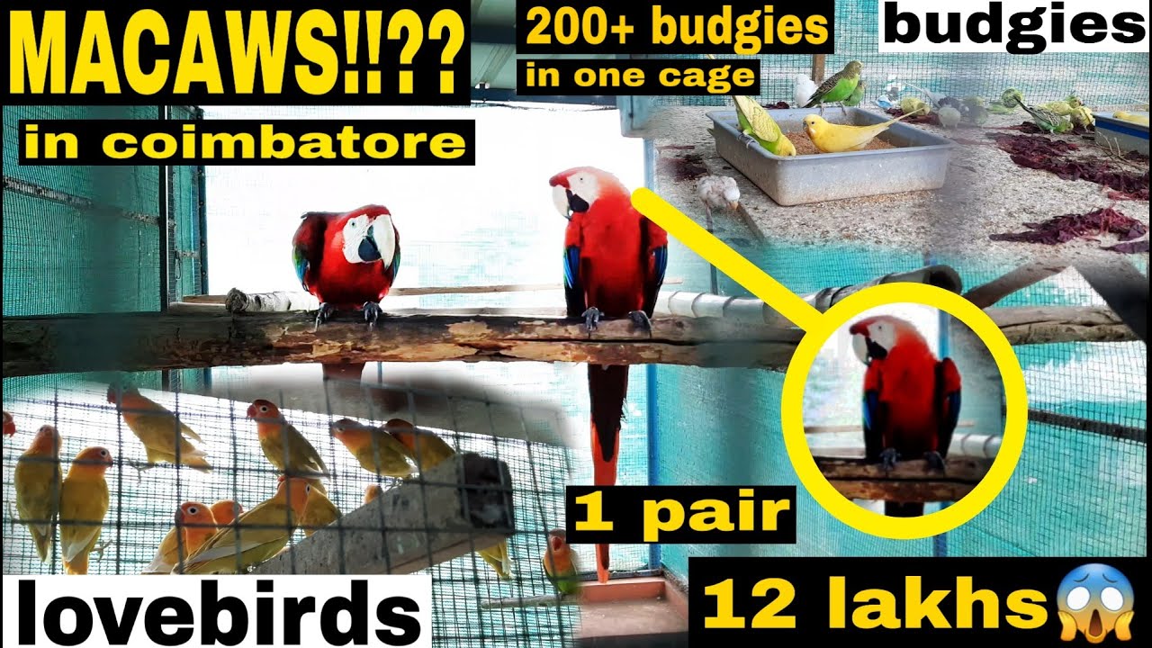 Visiting bird farm | macaws in COIMBATORE | 12 lakhs | Tamil vlog - YouTube