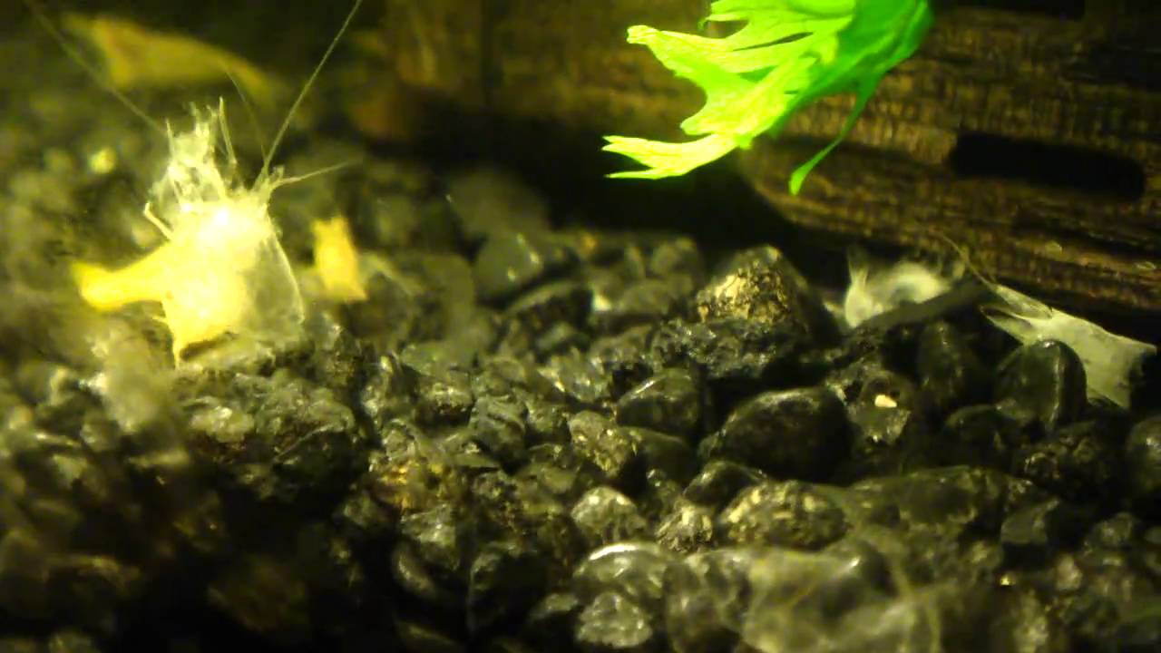Complete molting process of Yellow Shrimp (female) - YouTube