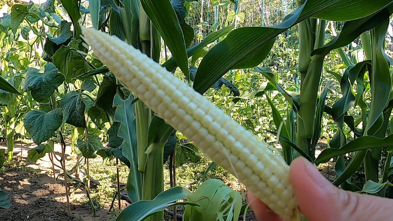 Planting corn allows you to harvest baby corn, and the timing of the ...