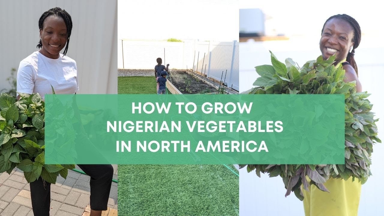 How To Grow Nigerian Vegetables In North America - YouTube