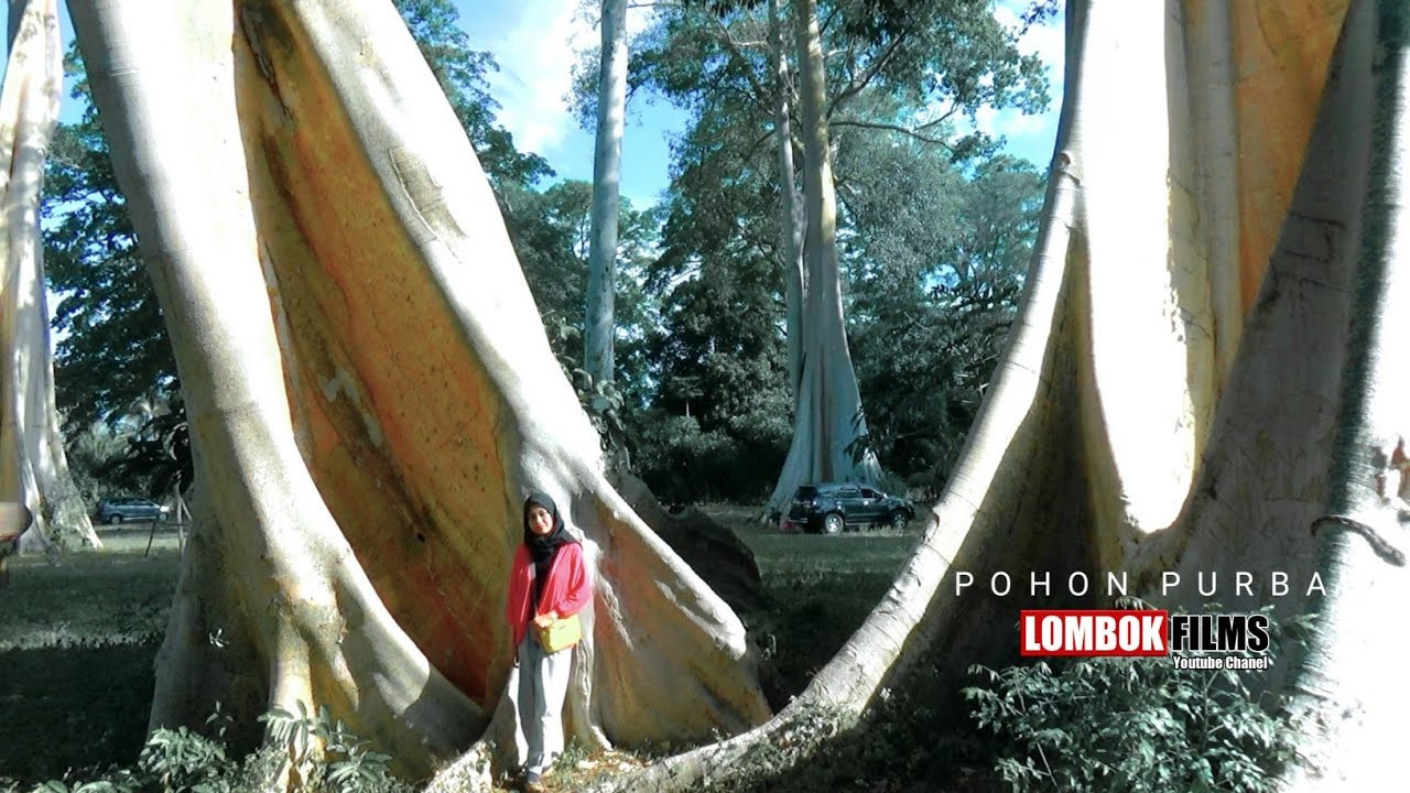 Wisata Pohon Purba Pringgabaya Lombok Timur - YouTube