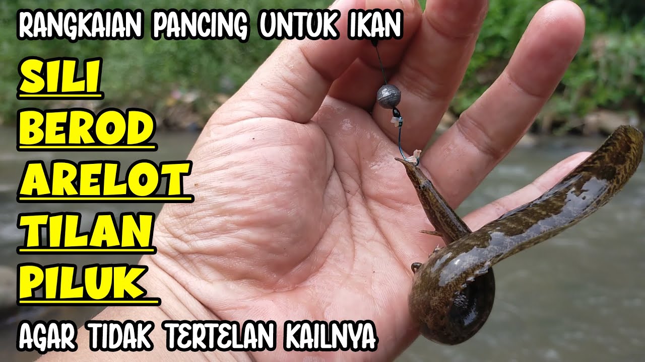 RANGKAIAN PANCING UNTUK MANCING IKAN SILI/BEROD/ARELOT/TILAN/PILUK AGAR ...