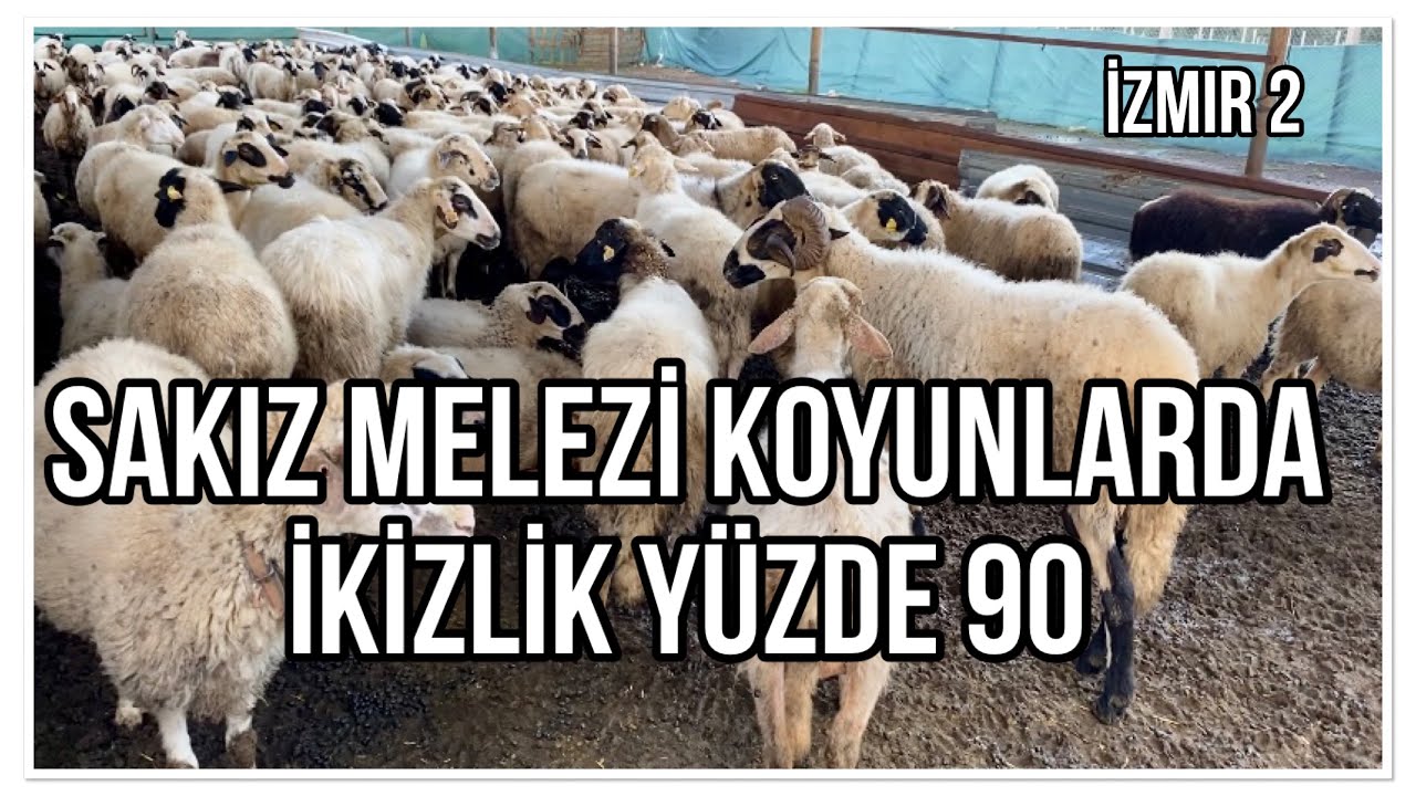 SAKIZ MELEZİ KOYUNLARDAN YÜZDE 90 İKİZ KUZU ALIYOR - YouTube