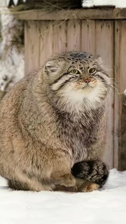 World’s Grumpiest Cat - YouTube