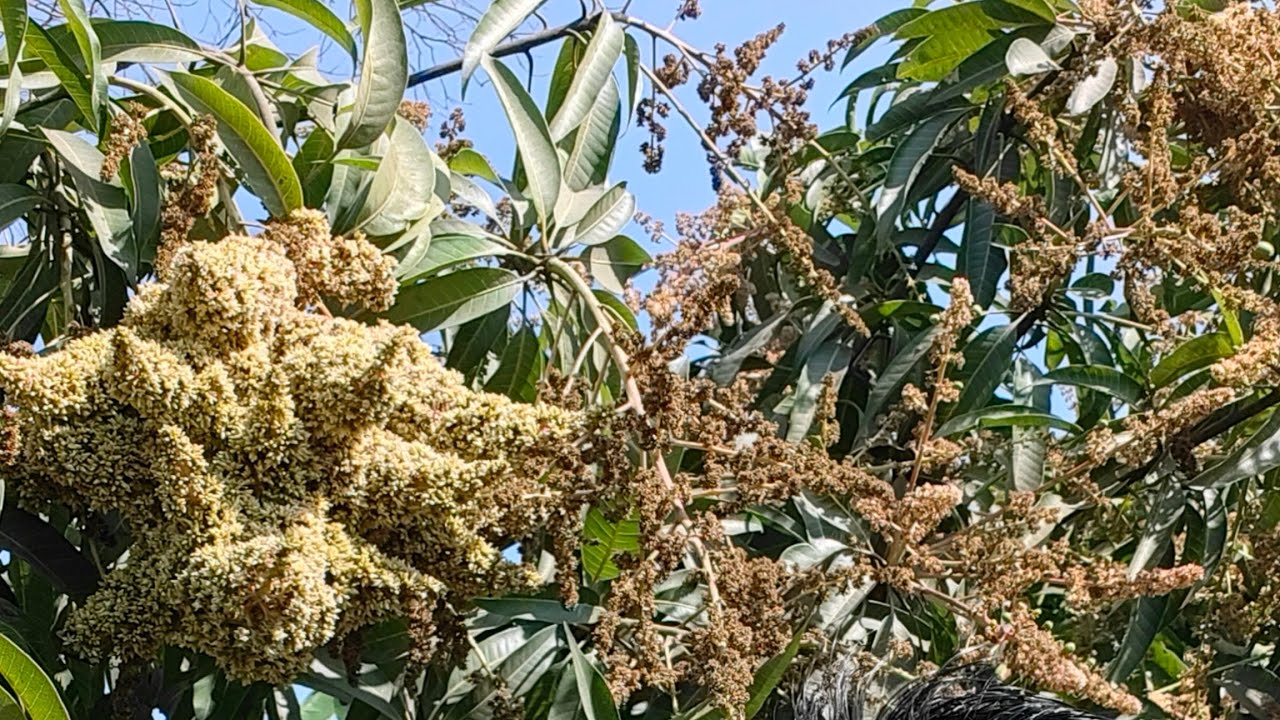 floral malformations, ultra high-density mango 🥭 farming, fruits ...