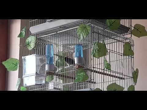 Türk kanaryası ötüşü.serinus pusillus.Kara iskete