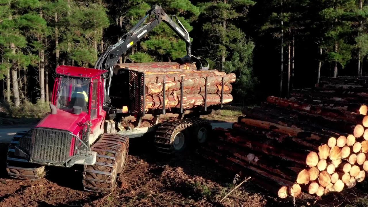 The Life Cycle of Pine Trees | Modern Agricultural Planting and ...