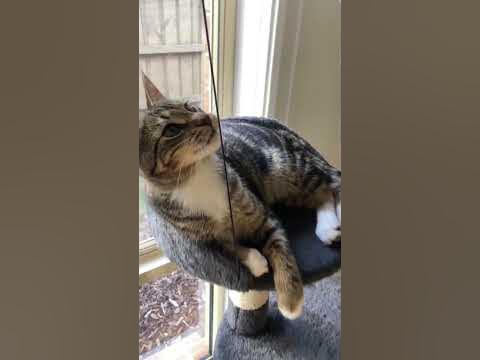 Cat hates string - YouTube