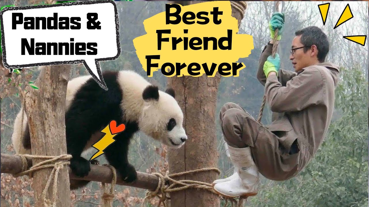 Nanny Is Pandas' Best Friend | iPanda - YouTube