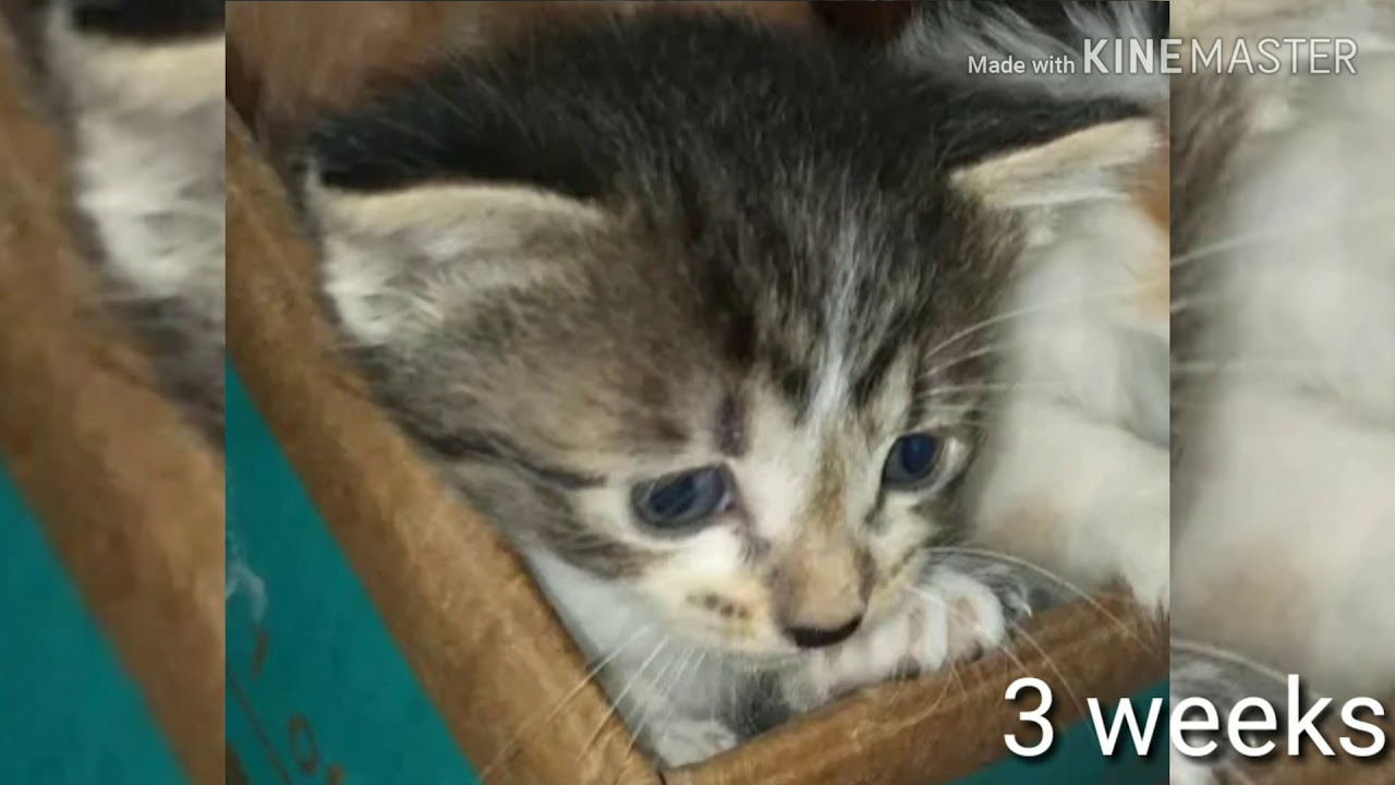 Badger memorial video (Warning extremely sad and contains a picture of ...