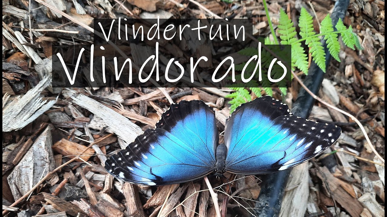 Vlindorado Vlindertuin Waarland - YouTube