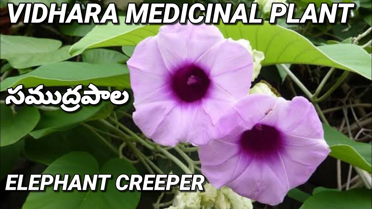 Vidhara medicinal plant / సముద్రపాల / Elephant creeper uses, care ...