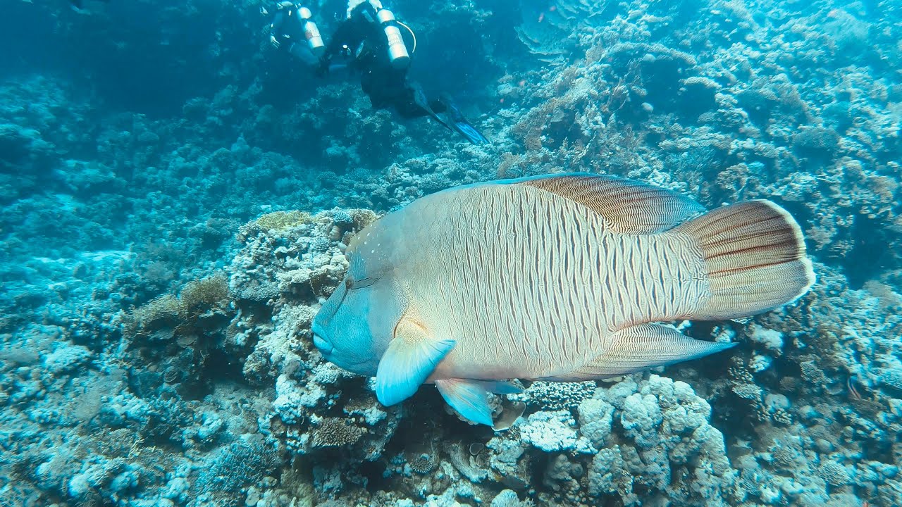 Red Sea series episode #6 – Colors and Life of the Red Sea - YouTube