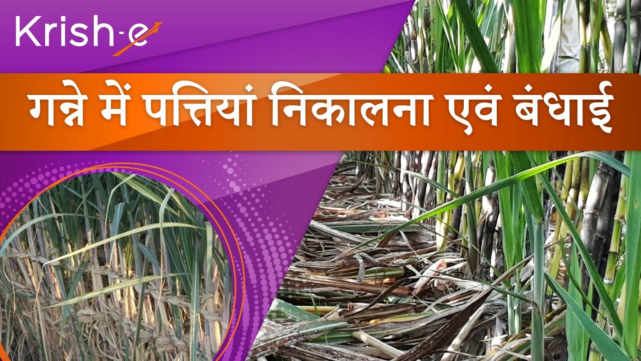 गन्ने में पत्तियां निकालना एवं बंधाई | Detrashing and Propping in ...