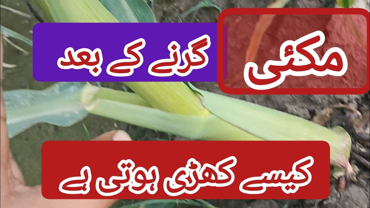 How maize stands after lodging ||@agritalksbysaadat - YouTube
